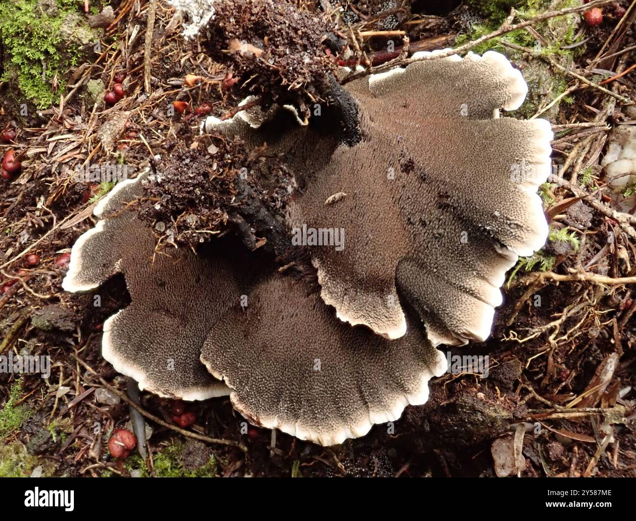 Black Tooth (Phellodon niger) Fungi Stock Photo - Alamy