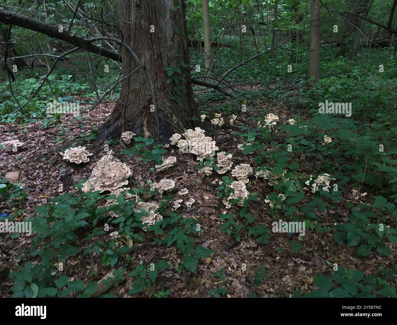 Black-staining Polypore (Meripilus sumstinei) Fungi Stock Photo - Alamy