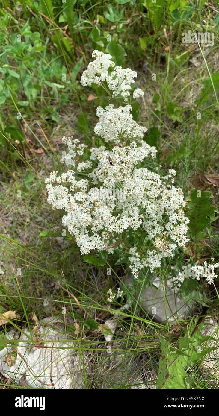 Northern Bedstraw (Galium boreale) Plantae Stock Photo - Alamy