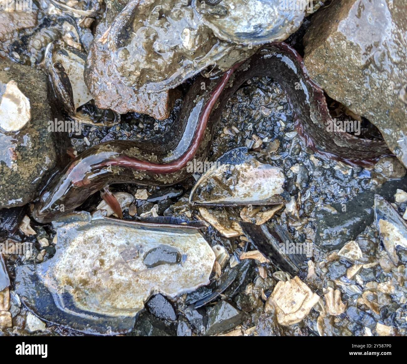 High Cockscomb (Anoplarchus purpurescens) Actinopterygii Stock Photo ...