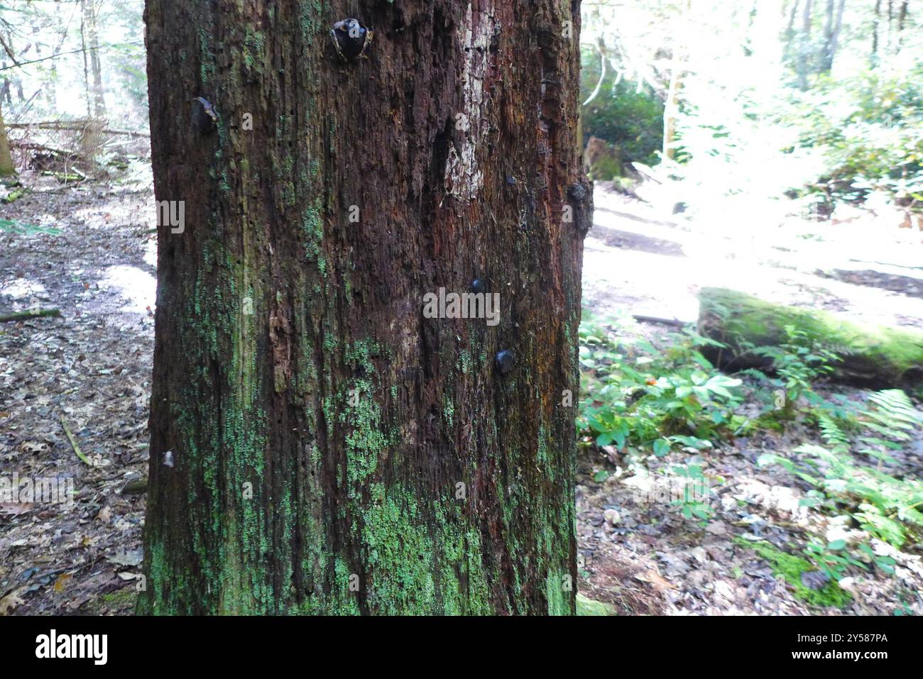 Dog's nose fungus (Camarops petersii) Fungi Stock Photo - Alamy