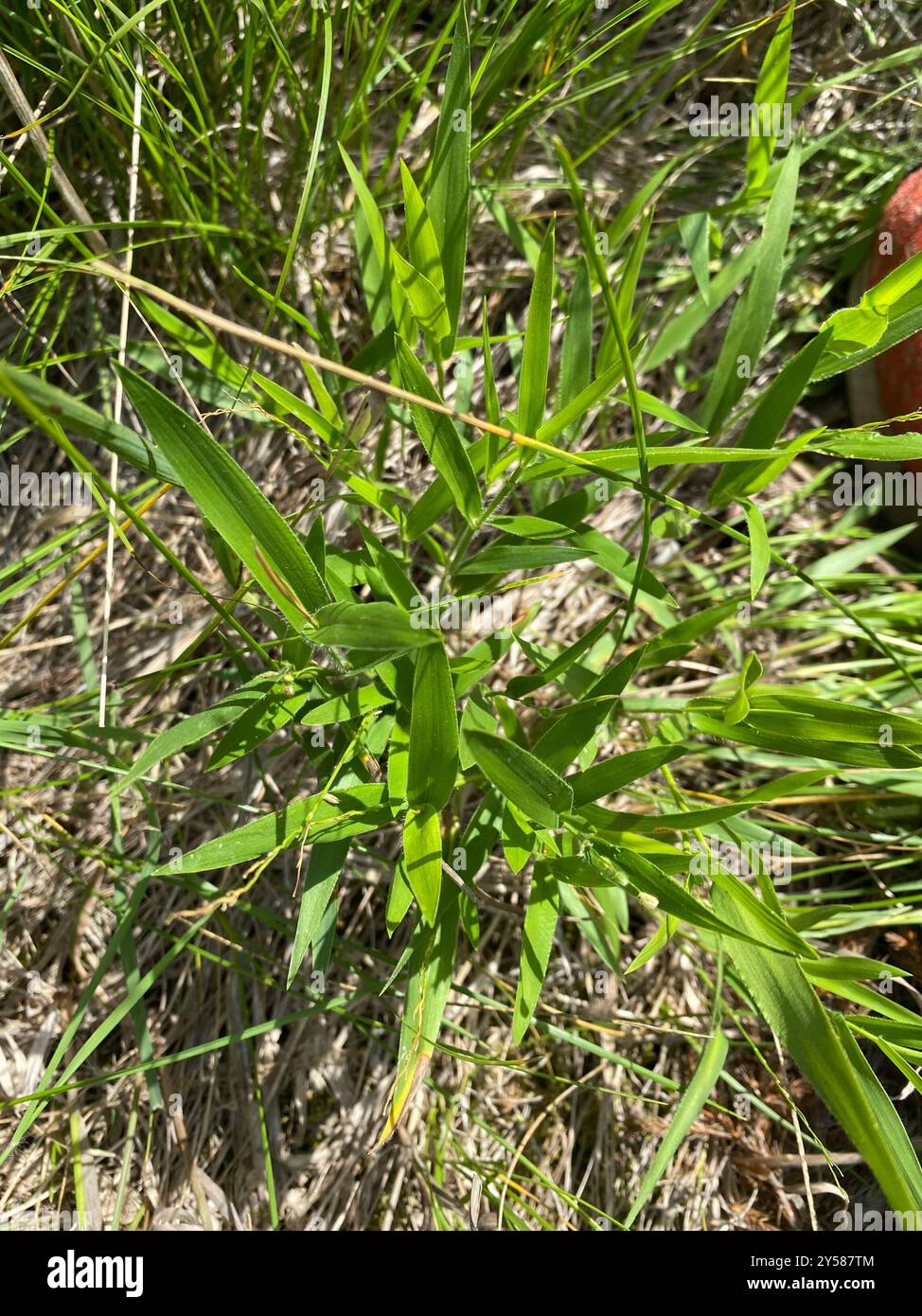Scribner's Panicgrass (Dichanthelium scribnerianum) Plantae Stock Photo ...