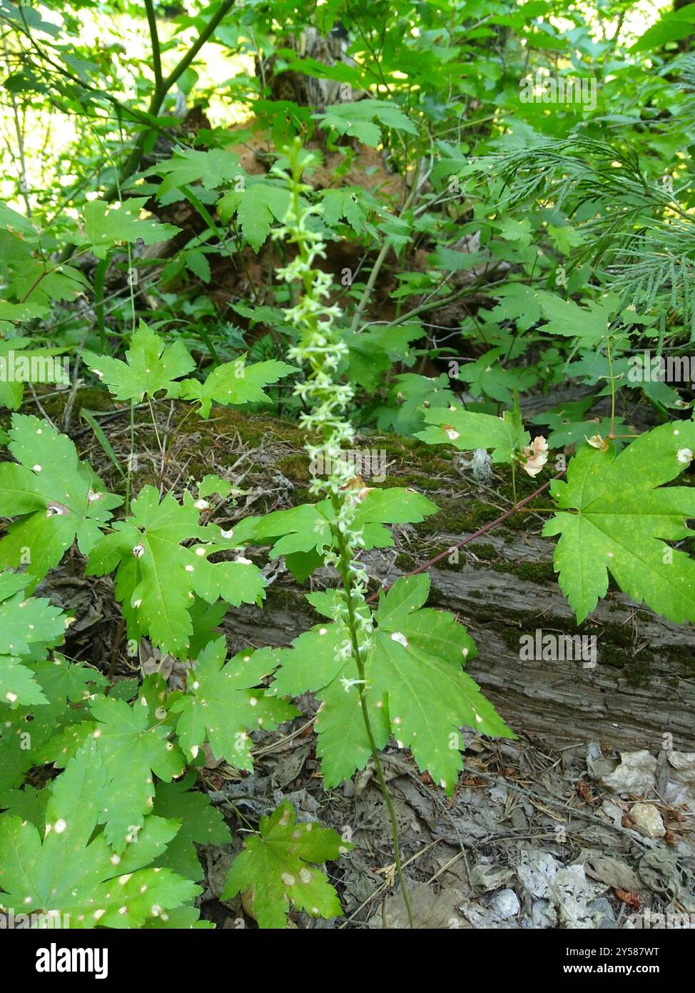 Flat Spurred Piperia (Platanthera transversa) Plantae Stock Photo - Alamy
