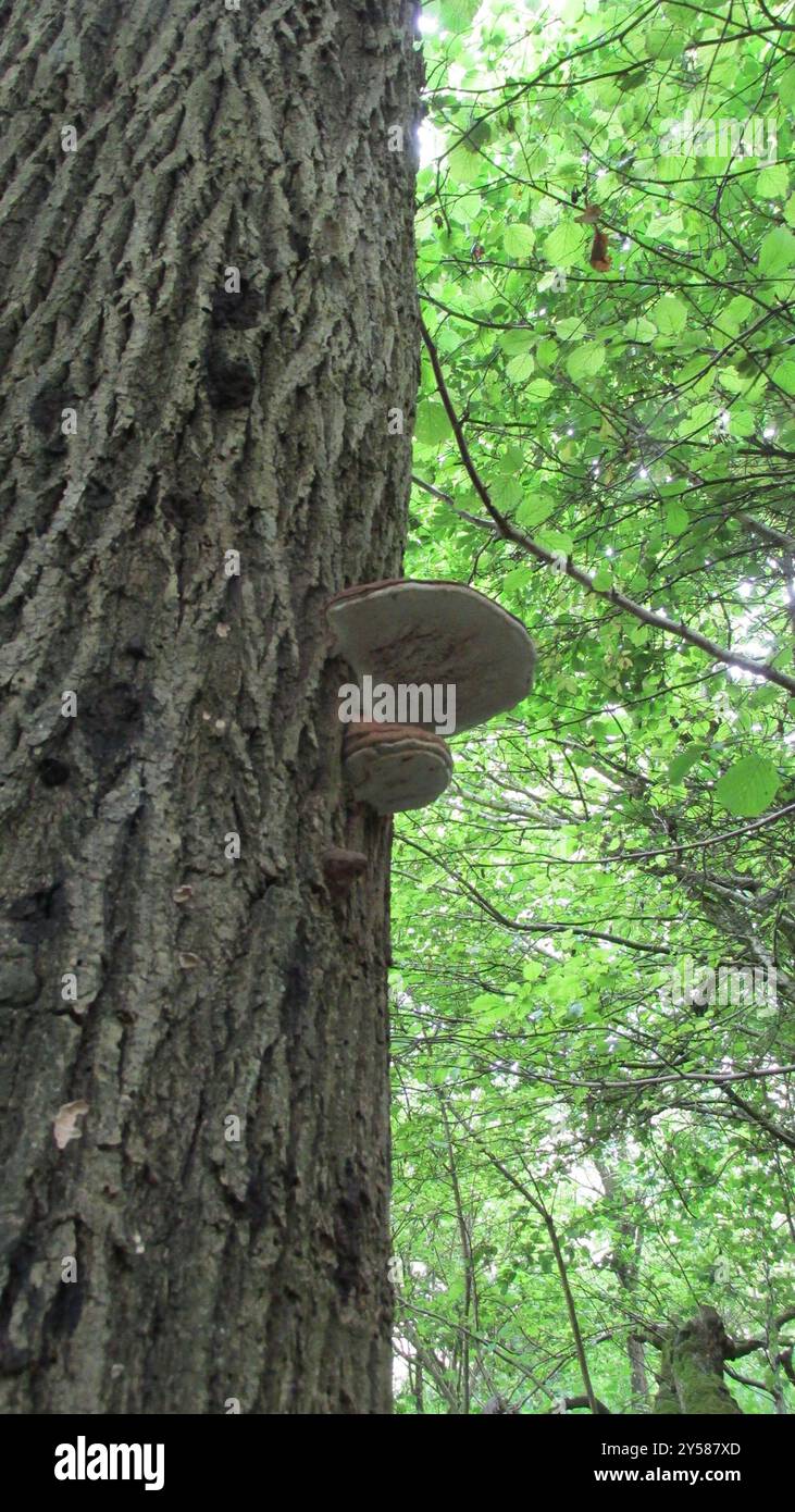 artist's bracket (Ganoderma applanatum) Fungi Stock Photo - Alamy