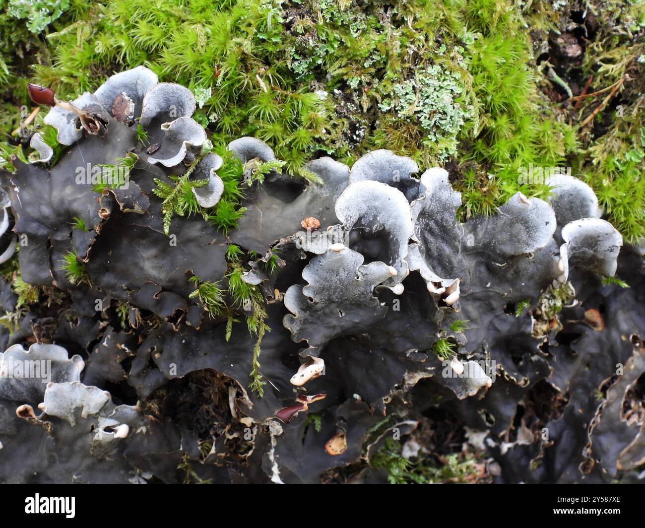scaly pelt lichen (Peltigera praetextata) Fungi Stock Photo - Alamy