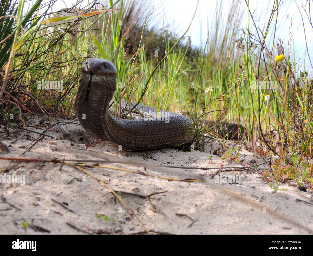 Mole Snake (Pseudaspis cana) Reptilia Stock Photo - Alamy