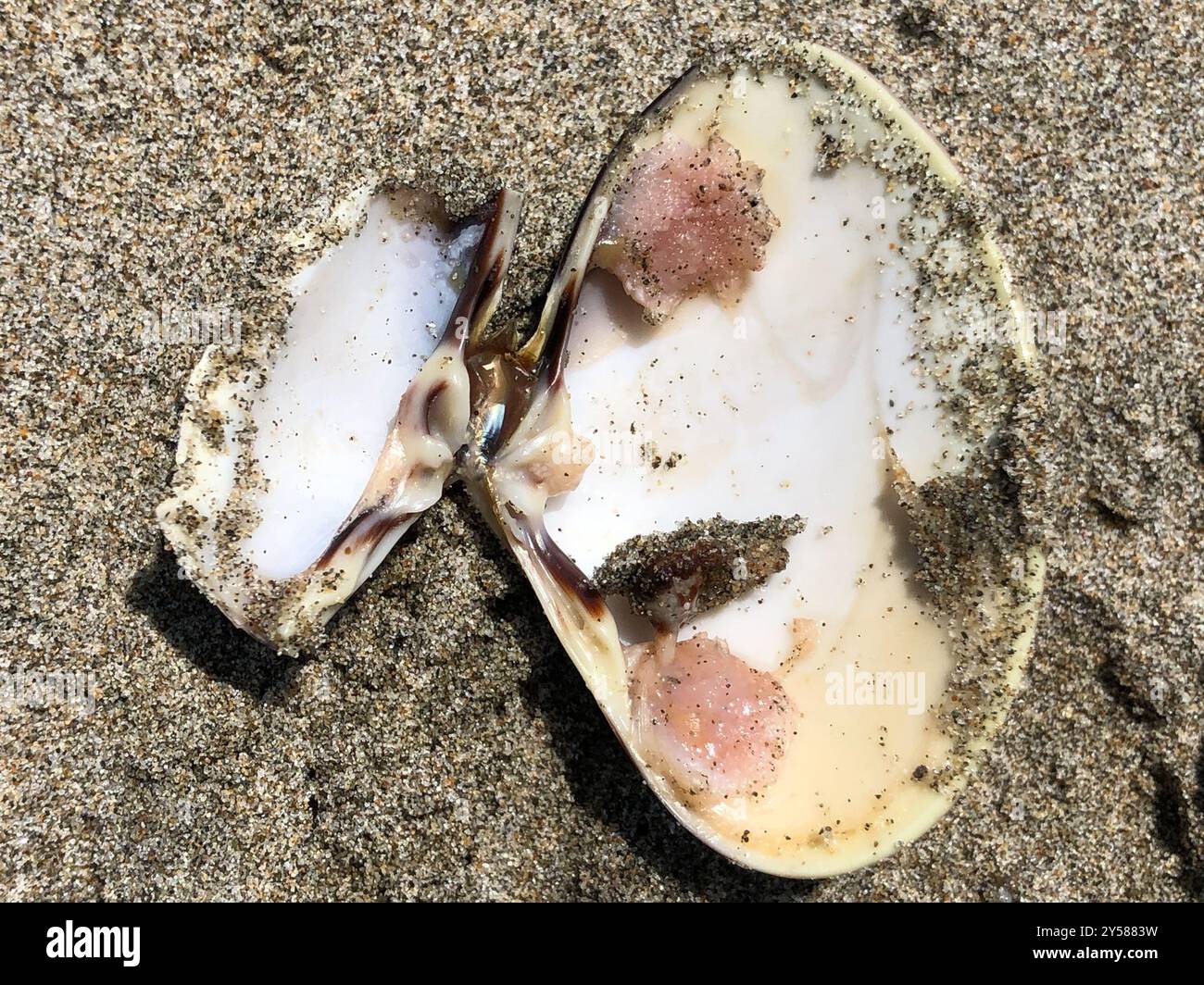 Pismo Clam (Tivela stultorum) Mollusca Stock Photo - Alamy