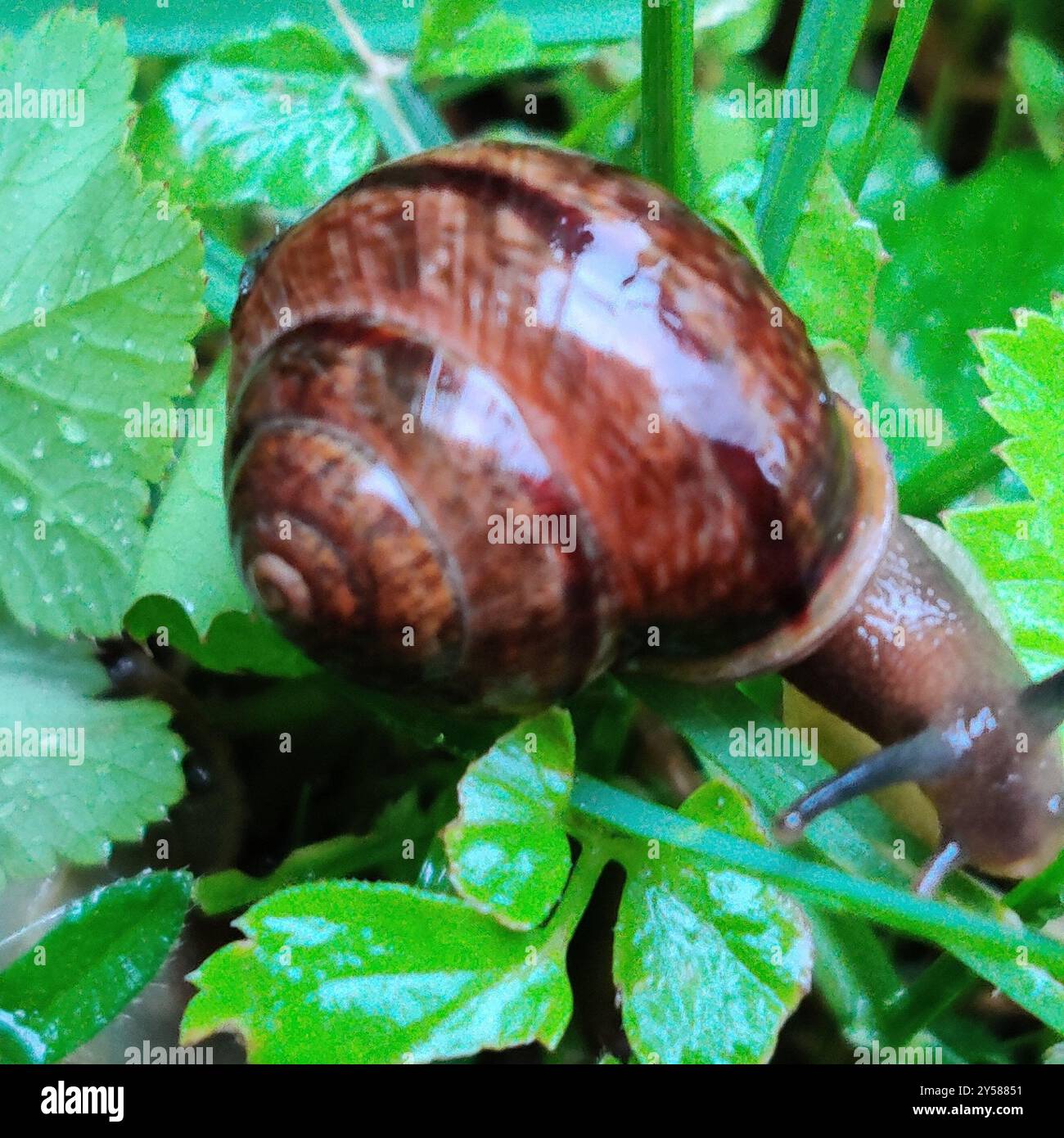 Copse Snail (Arianta arbustorum) Mollusca Stock Photo - Alamy