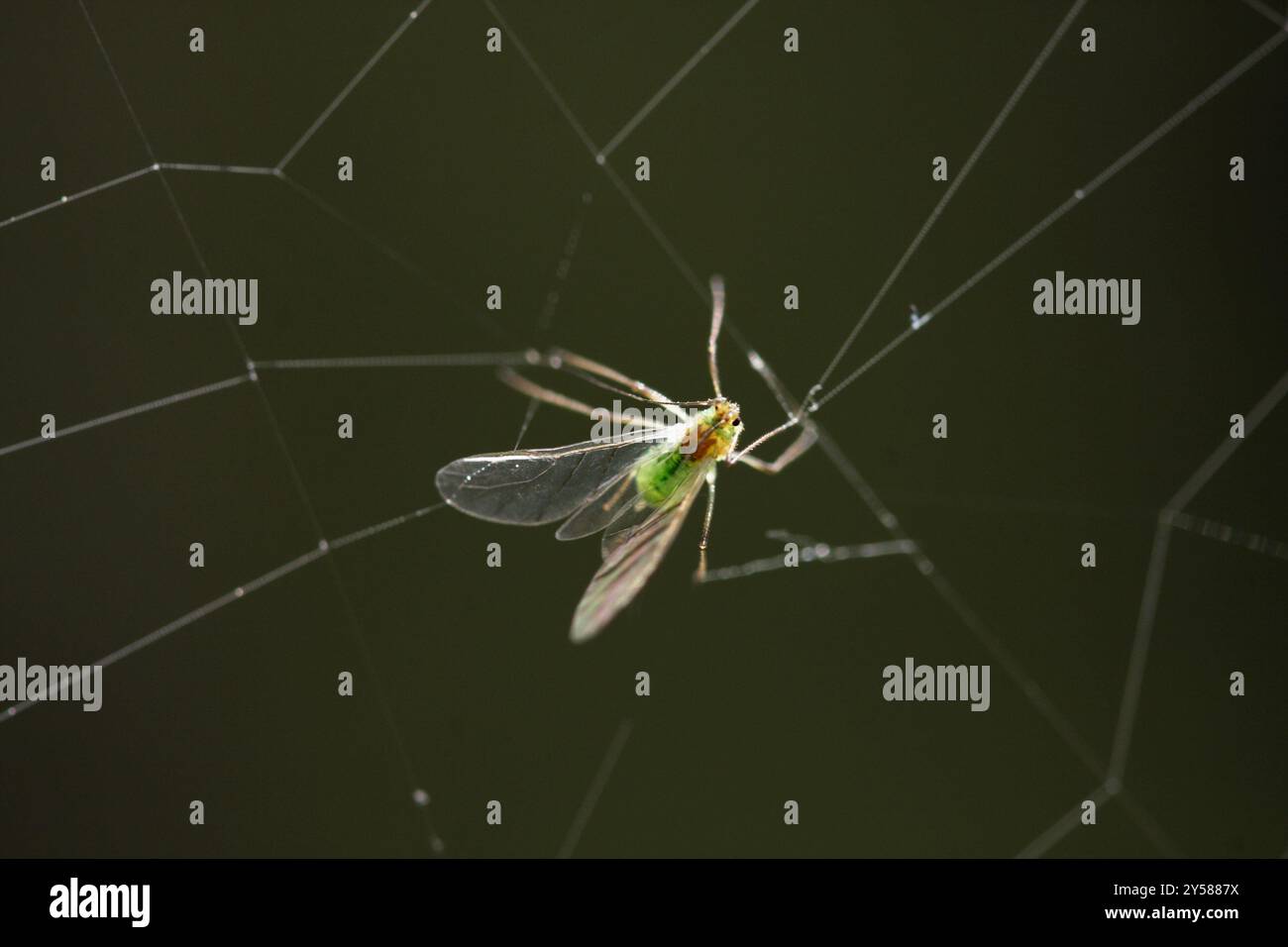 Green peach aphid hi-res stock photography and images - Alamy