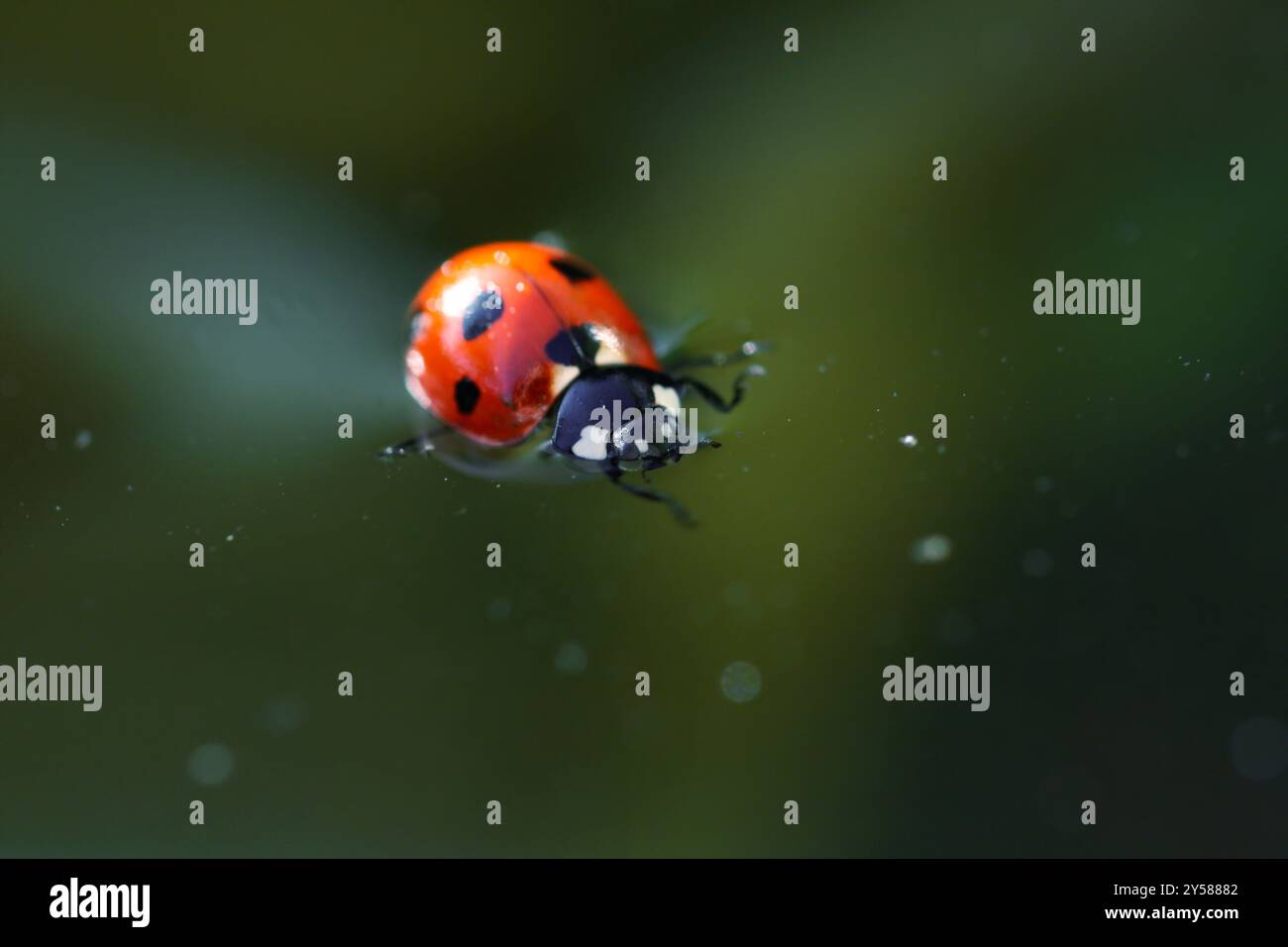 Ladybird swimming pool hi-res stock photography and images - Alamy