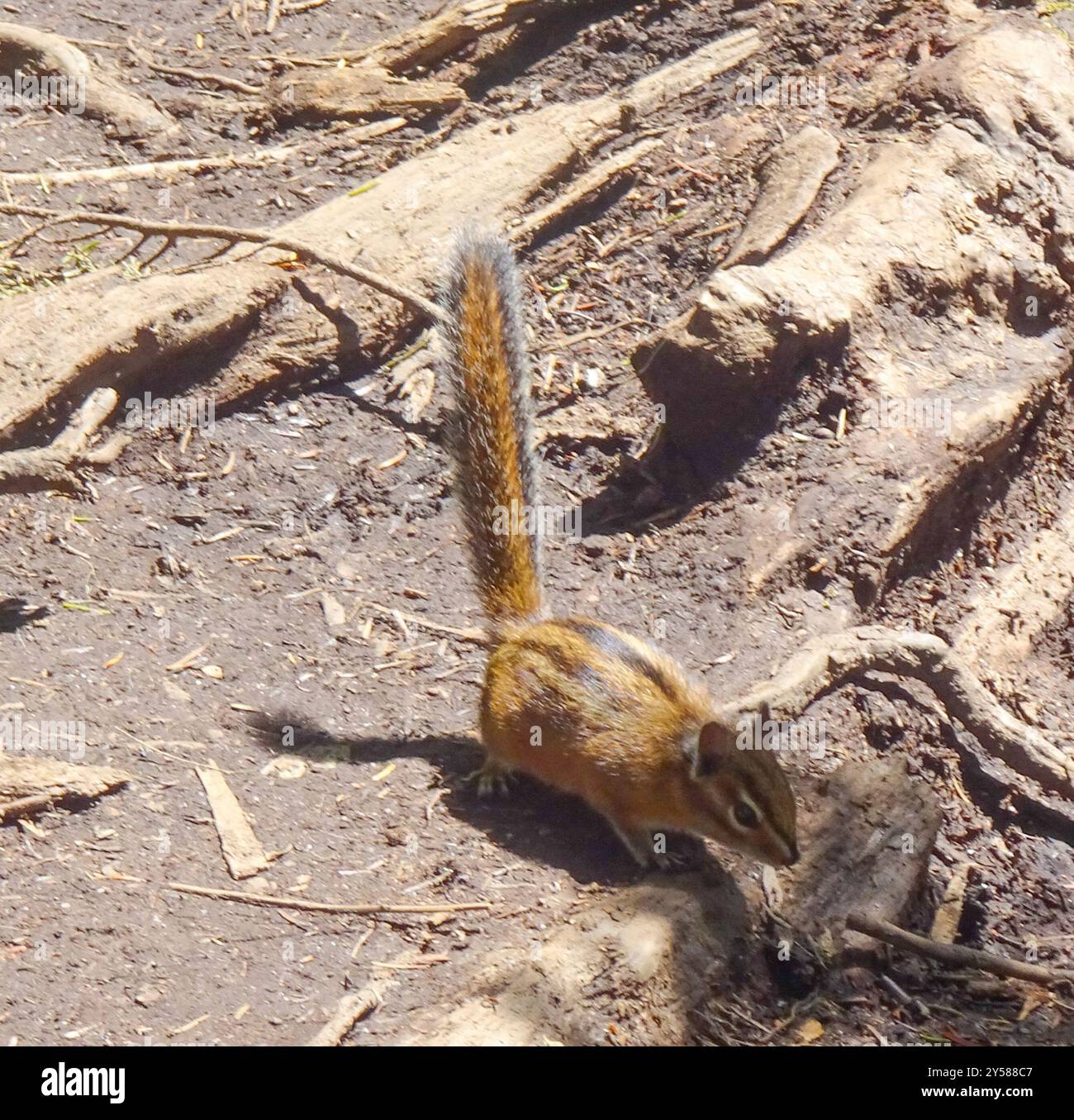 Townsend's Chipmunk (Neotamias townsendii) Mammalia Stock Photo - Alamy