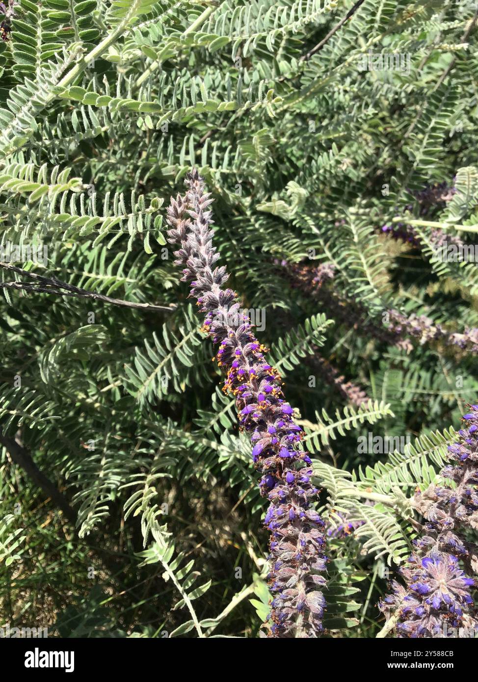 leadplant (Amorpha canescens) Plantae Stock Photo - Alamy
