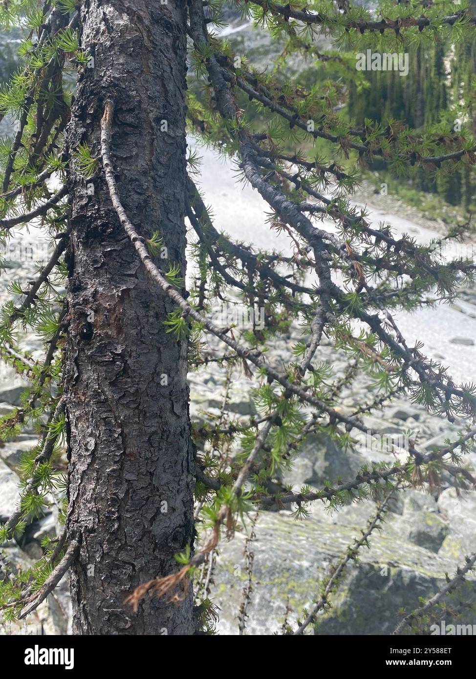 subalpine larch (Larix lyallii) Plantae Stock Photo - Alamy