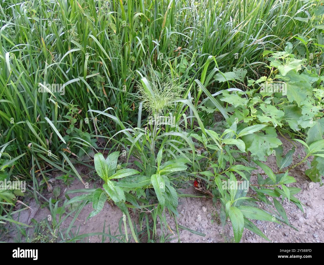 witch grass (Panicum capillare) Plantae Stock Photo - Alamy