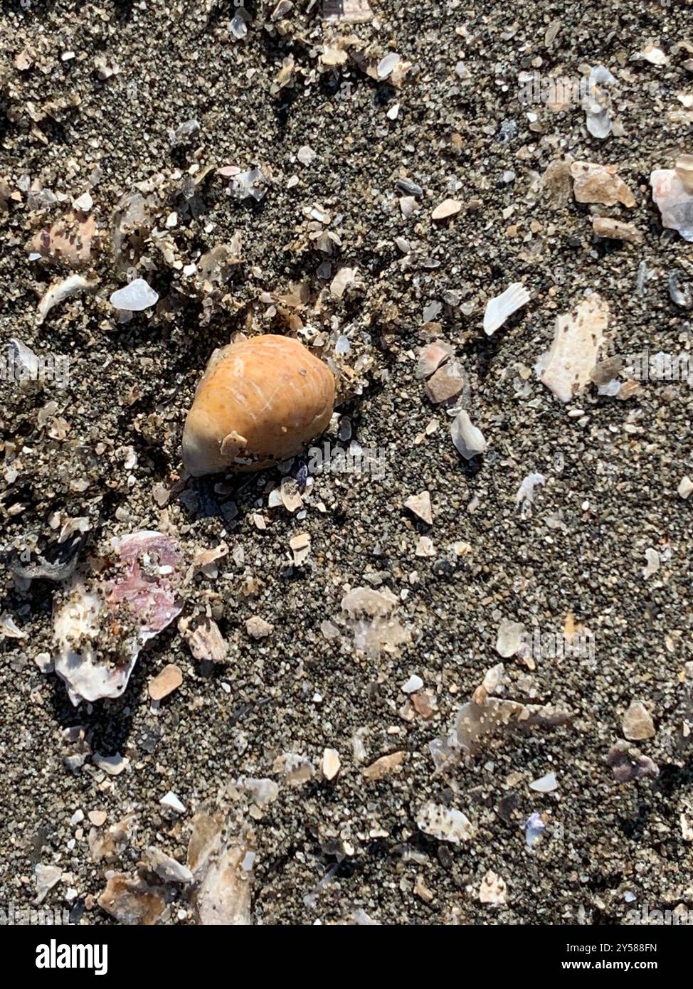 Convex Slippersnail (Crepidula convexa) Mollusca Stock Photo - Alamy