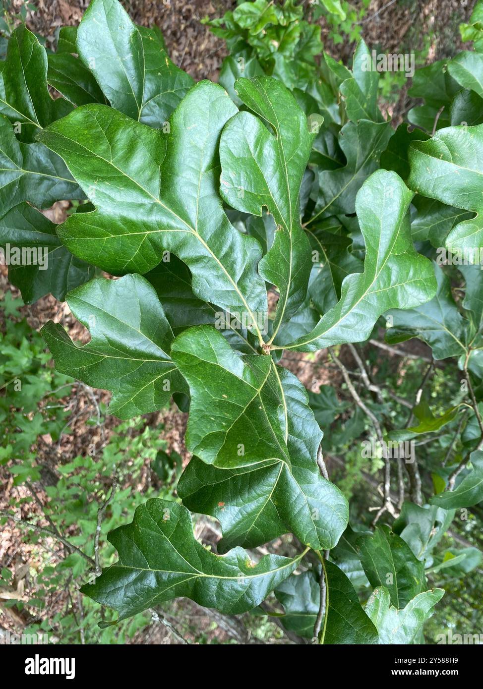 post oak (Quercus stellata) Plantae Stock Photo - Alamy