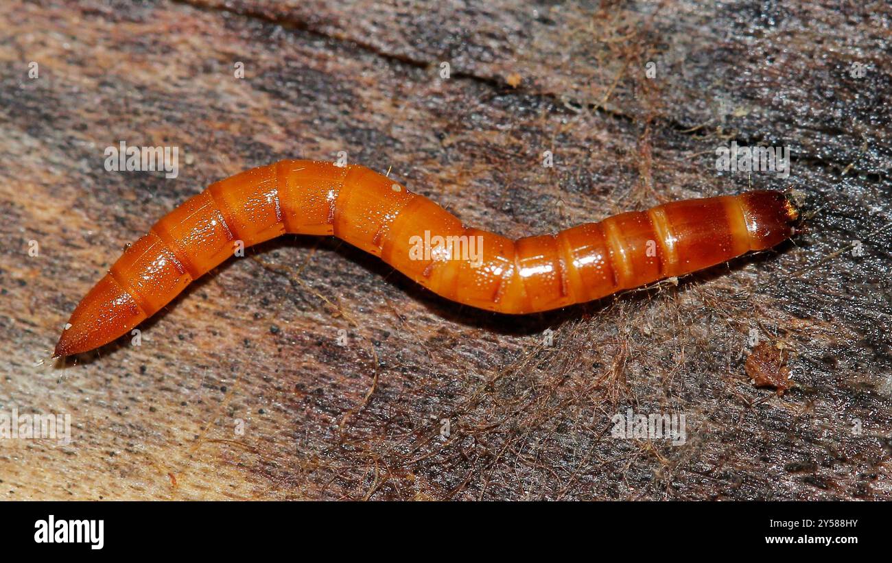 Click Beetles (Elateridae) Insecta Stock Photo - Alamy