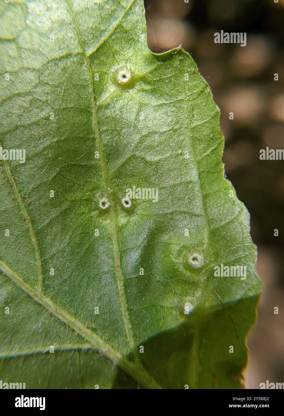 Witch-hazel Cone Gall Aphid (Hormaphis hamamelidis) Insecta Stock Photo ...