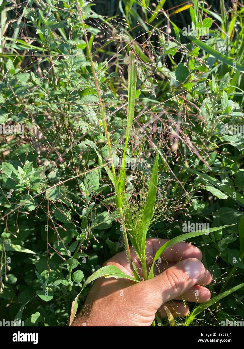 witch grass (Panicum capillare) Plantae Stock Photo - Alamy