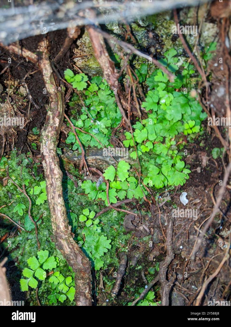 vascular plants (Tracheophyta) Plantae Stock Photo - Alamy