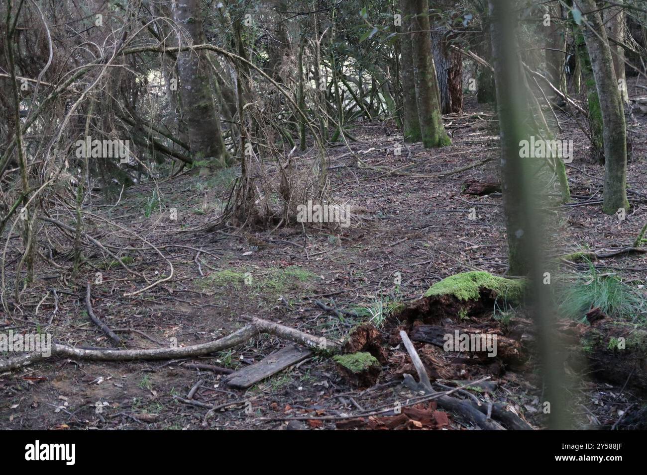 Thrush bassian hi-res stock photography and images - Alamy