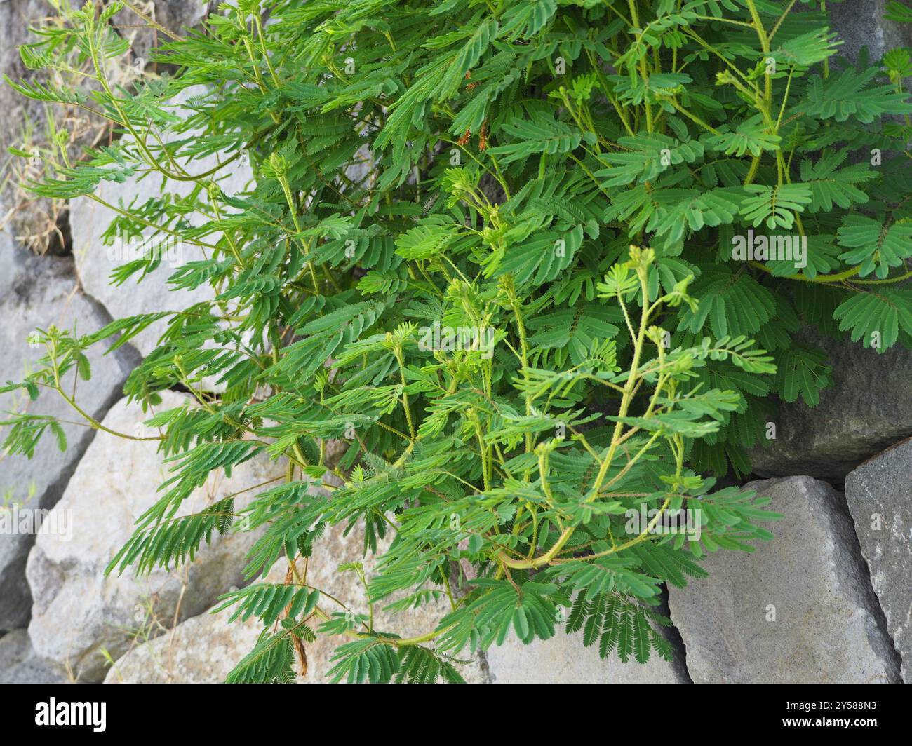 giant false sensitive plant (Mimosa diplotricha) Plantae Stock Photo ...