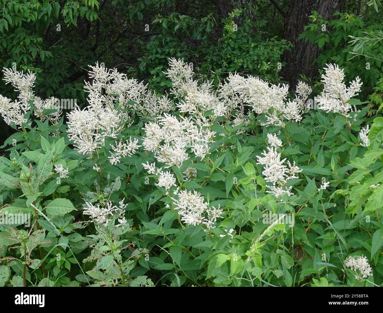 flowering plants (Angiospermae) Plantae Stock Photo - Alamy