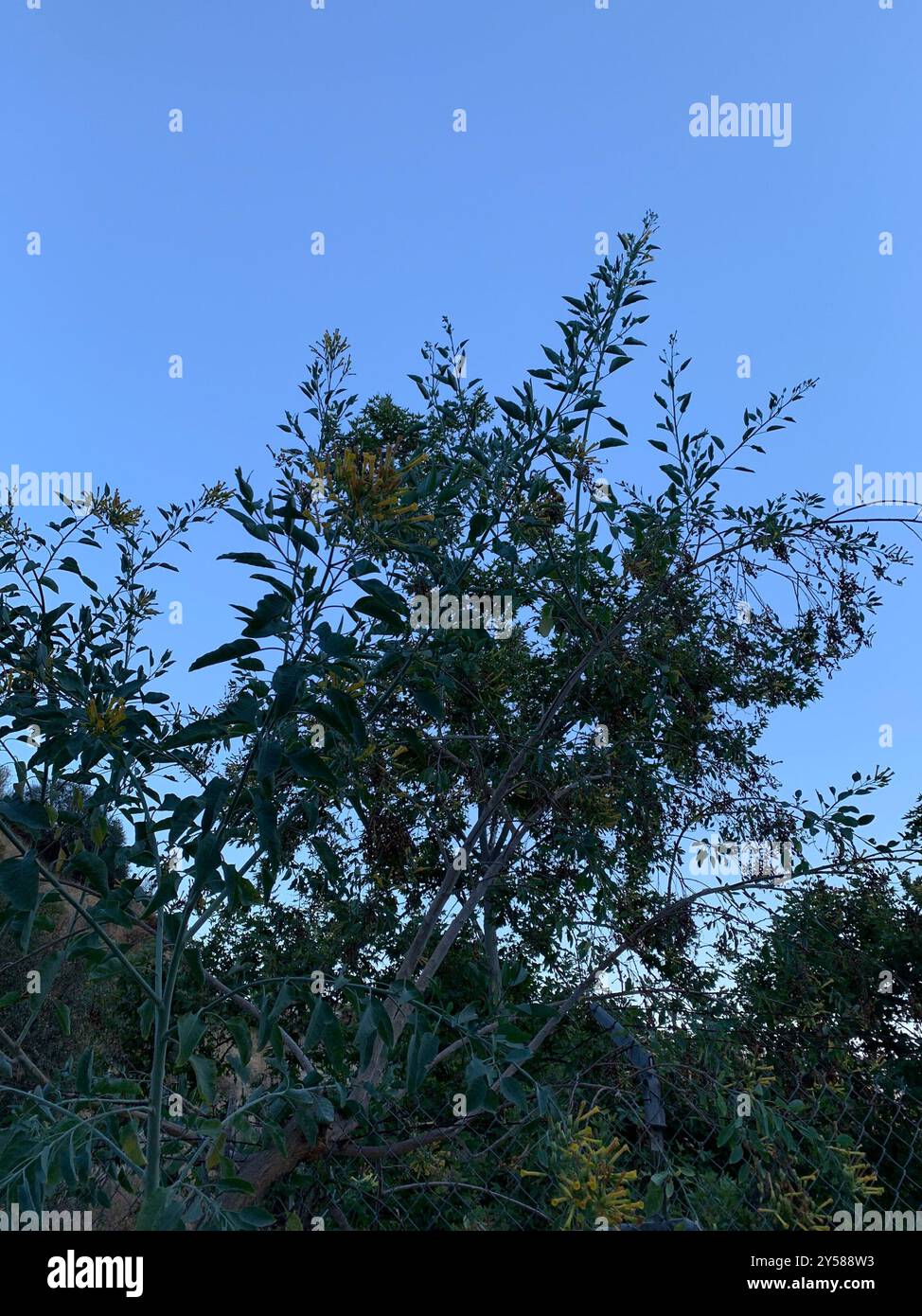 tree tobacco (Nicotiana glauca) Plantae Stock Photo - Alamy