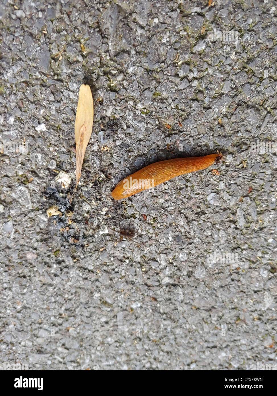 Western Dusky Slug (Arion subfuscus) Mollusca Stock Photo - Alamy