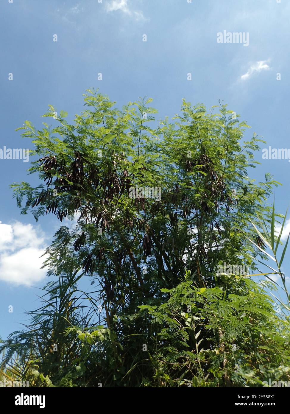 White leadtree (Leucaena leucocephala) Plantae Stock Photo - Alamy