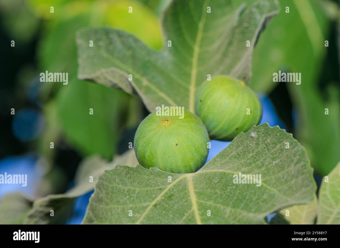 Stem with Green Figs. Fig fruit growth. Ripening stage of figs, growing ...