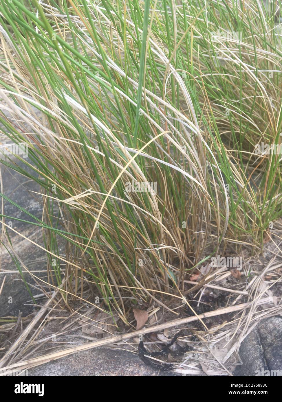 grasses (Poaceae) Plantae Stock Photo - Alamy