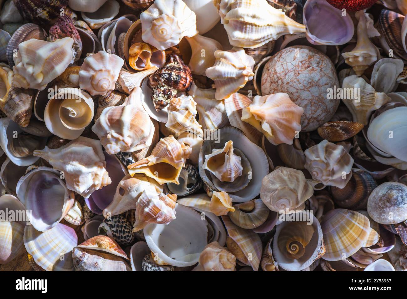 Texture of the sea shells. Summer marine background. 1 Stock Photo - Alamy
