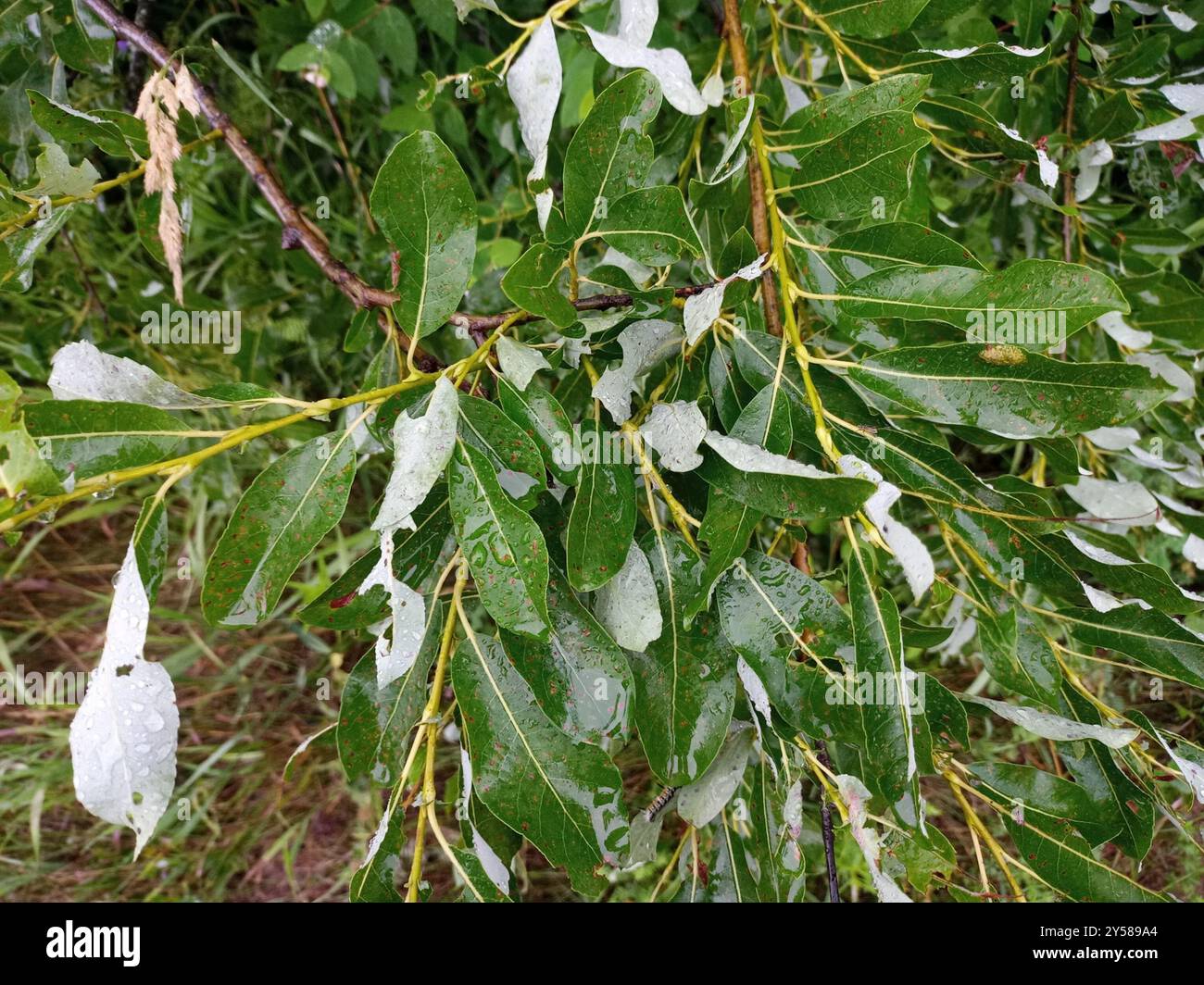 pussy willow (Salix discolor) Plantae Stock Photo - Alamy