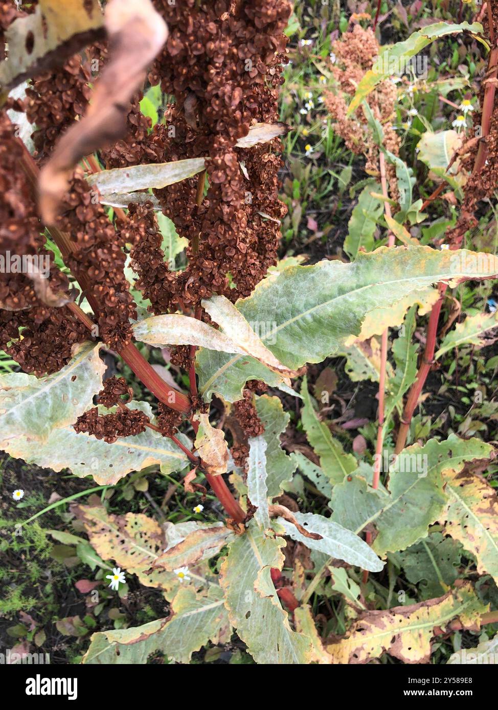 Patience Dock (Rumex patientia) Plantae Stock Photo - Alamy