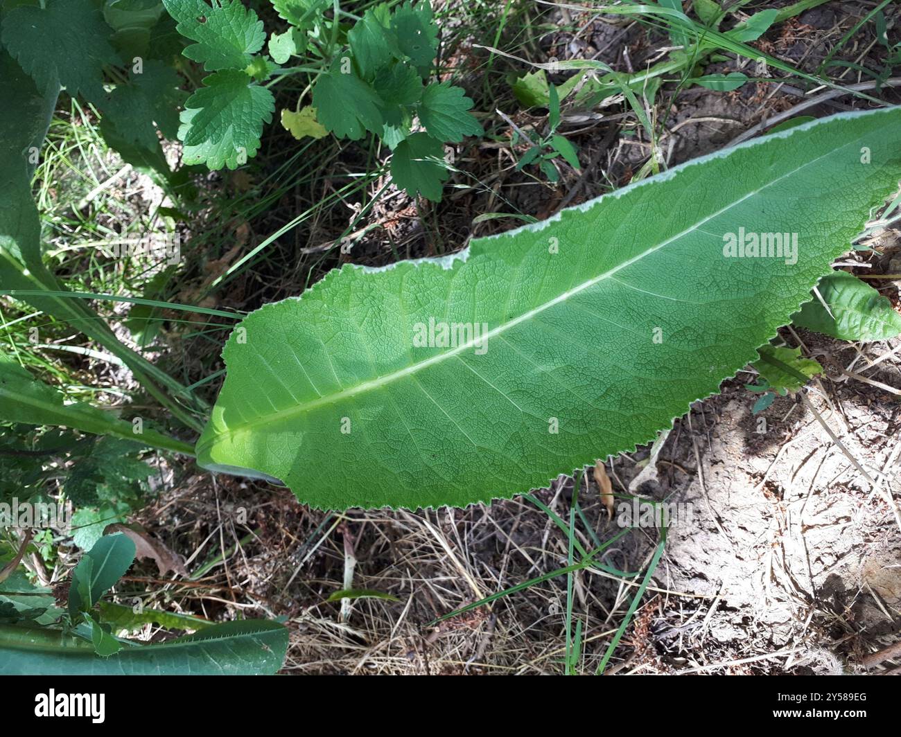 Elecampane (Inula helenium) Plantae Stock Photo - Alamy