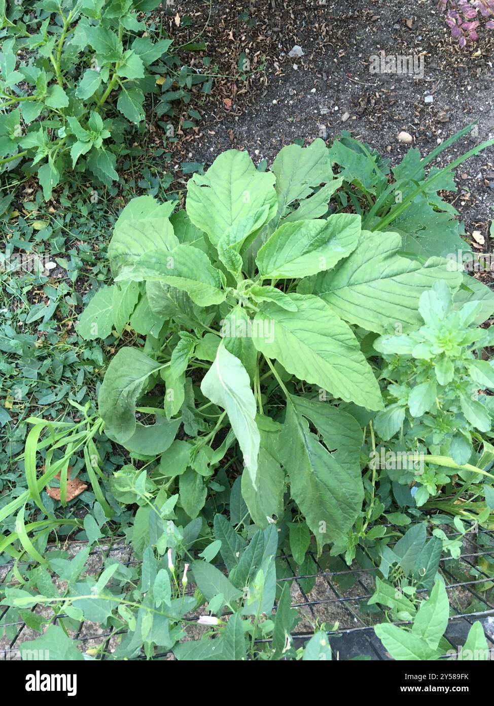 Redroot Amaranth (Amaranthus retroflexus) Plantae Stock Photo - Alamy
