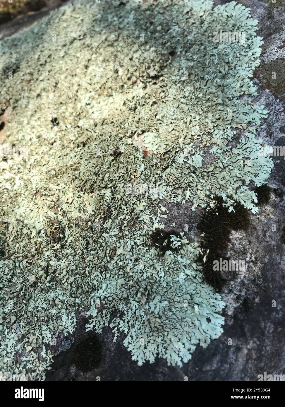 rock greenshield lichen (Flavoparmelia baltimorensis) Fungi Stock Photo ...
