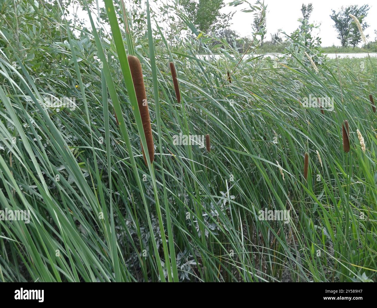 narrow-leaved cattail (Typha angustifolia) Plantae Stock Photo - Alamy