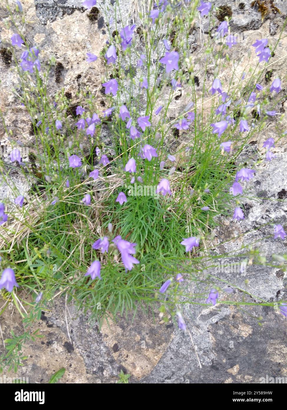 Common Harebell (Campanula rotundifolia) Plantae Stock Photo - Alamy