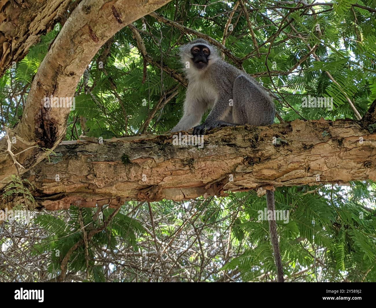 Southern Vervet Monkey (Chlorocebus pygerythrus pygerythrus) Mammalia ...
