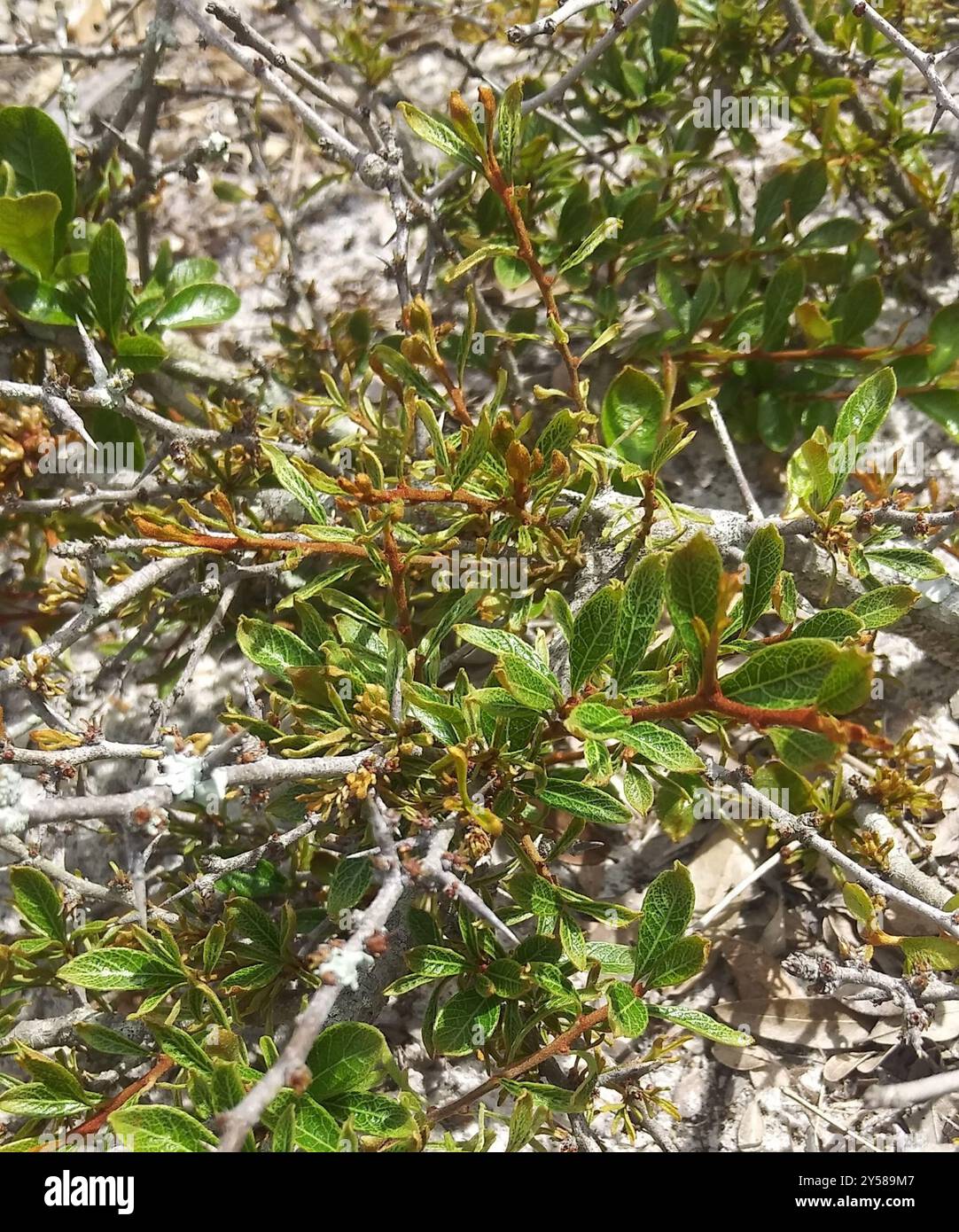 coastal plain staggerbush (Lyonia fruticosa) Plantae Stock Photo - Alamy