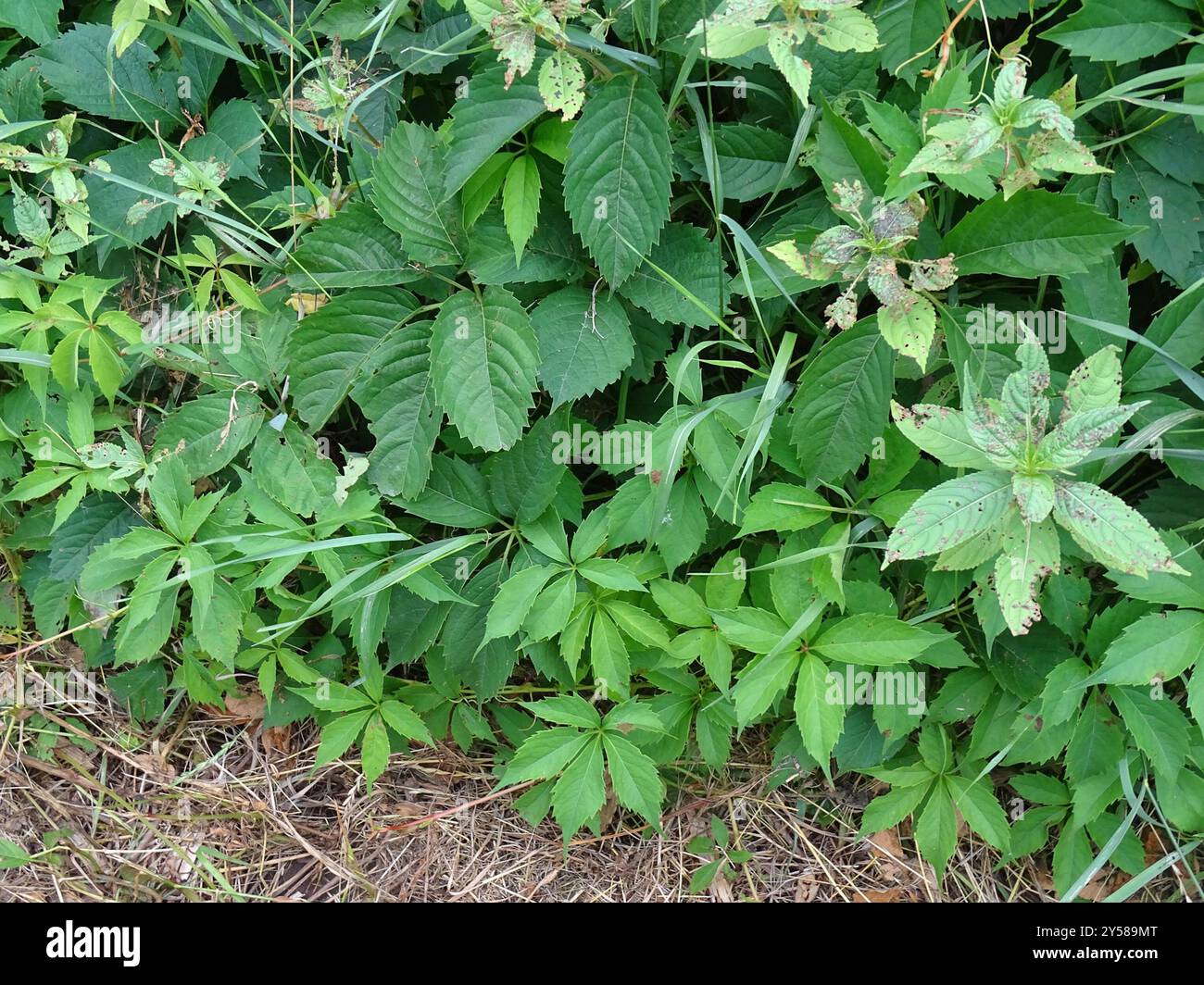 thicket creeper (Parthenocissus inserta) Plantae Stock Photo - Alamy