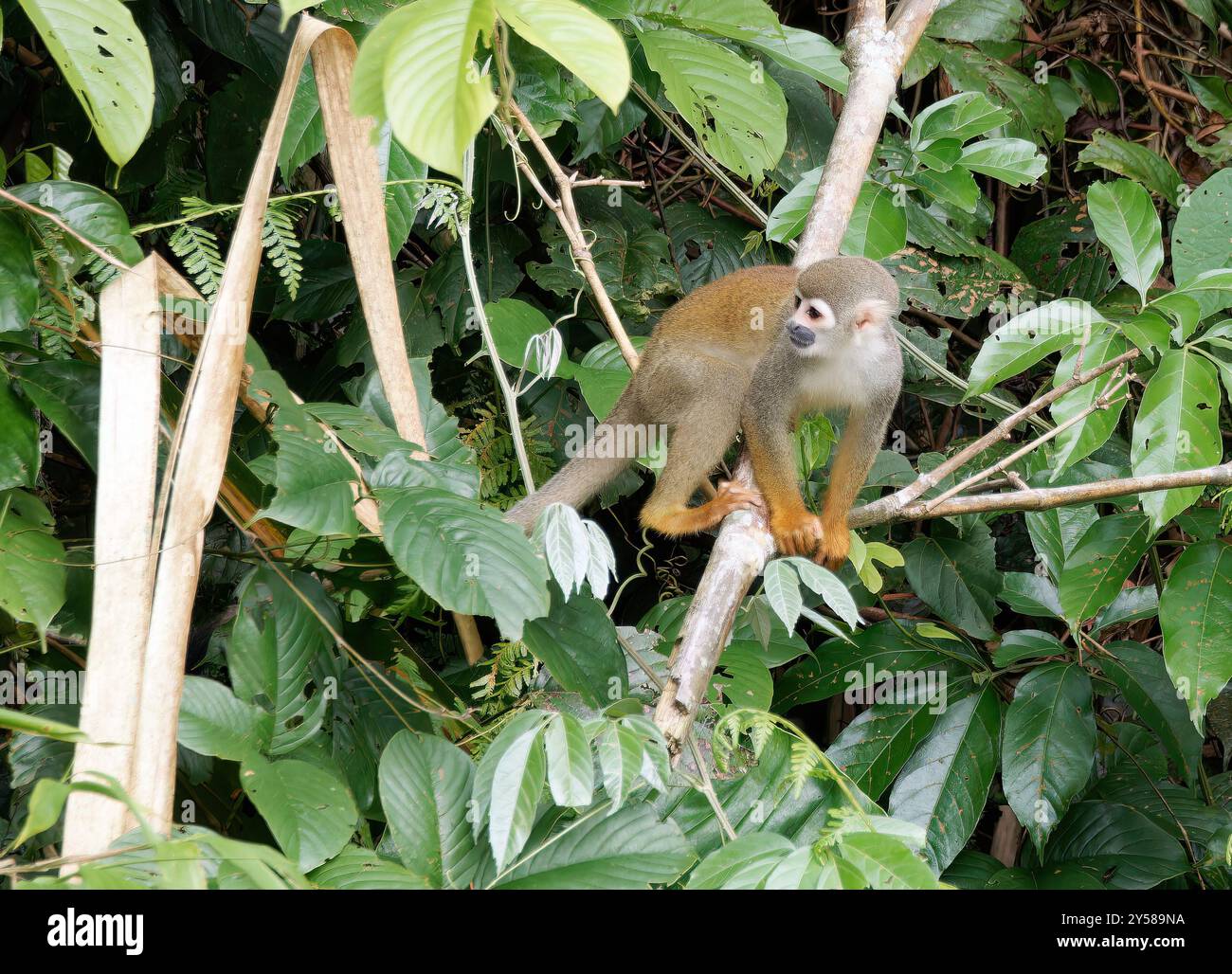 Ecuadorian squirrel monkey, Totenkopfaffen, Saimiri cassiquiarensis ...