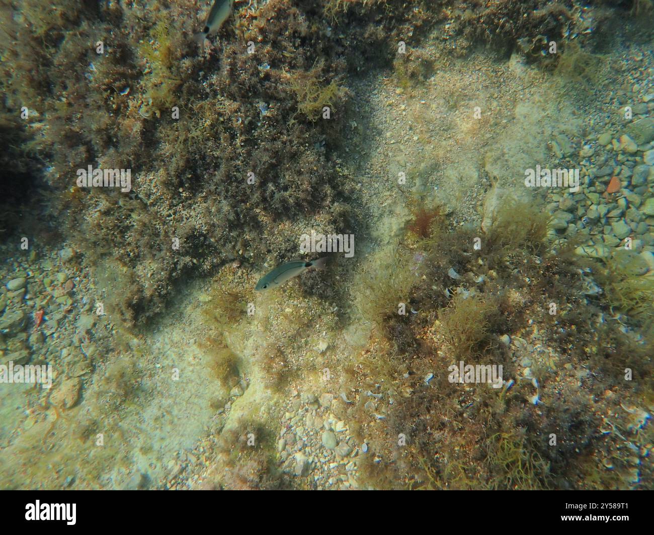 Saddled Seabream (Oblada melanurus) Actinopterygii Stock Photo - Alamy