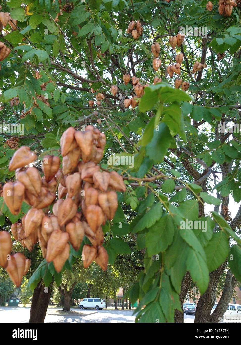 golden rain tree (Koelreuteria paniculata) Plantae Stock Photo - Alamy