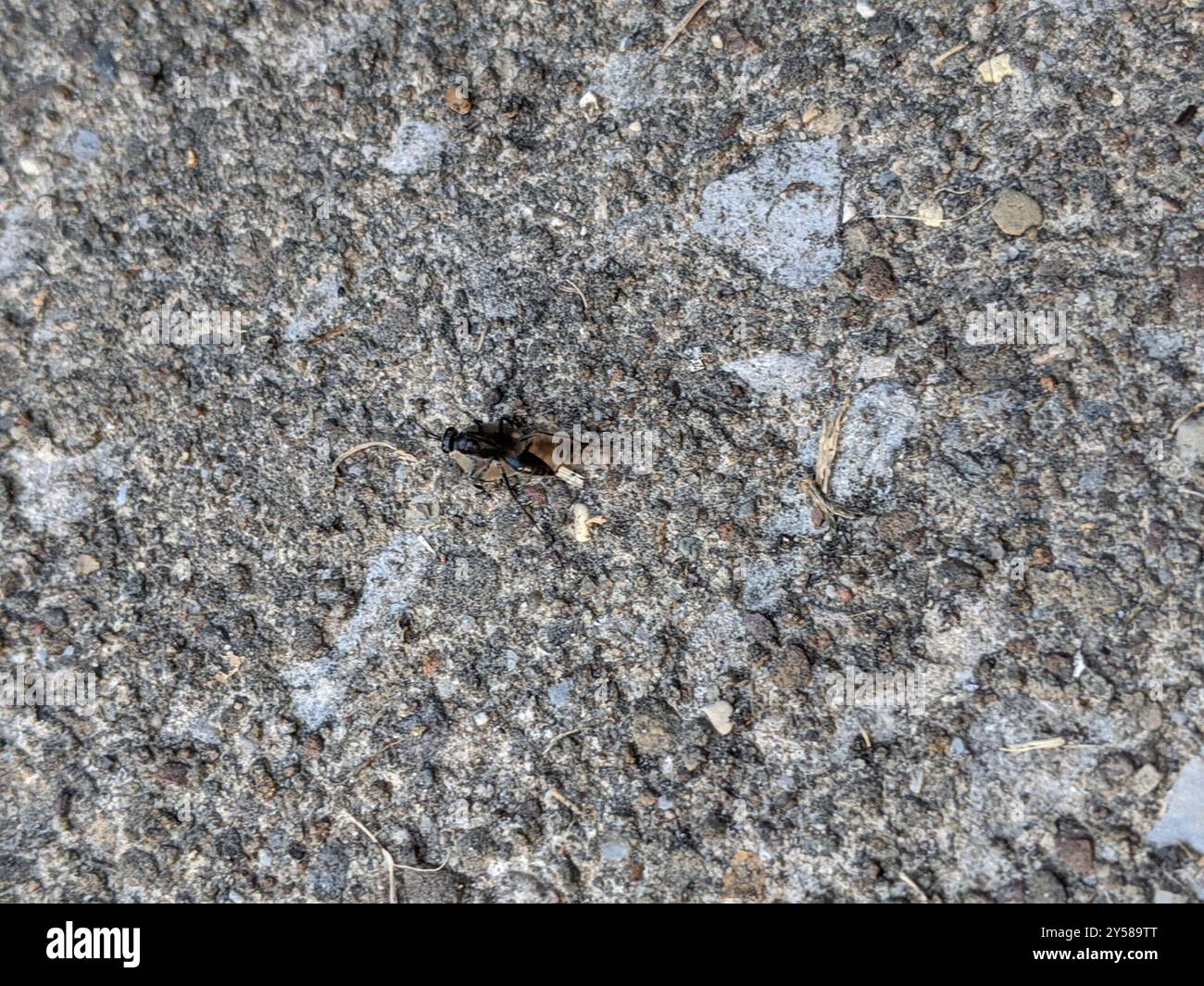 Spider Wasps (Pompilidae) Insecta Stock Photo - Alamy