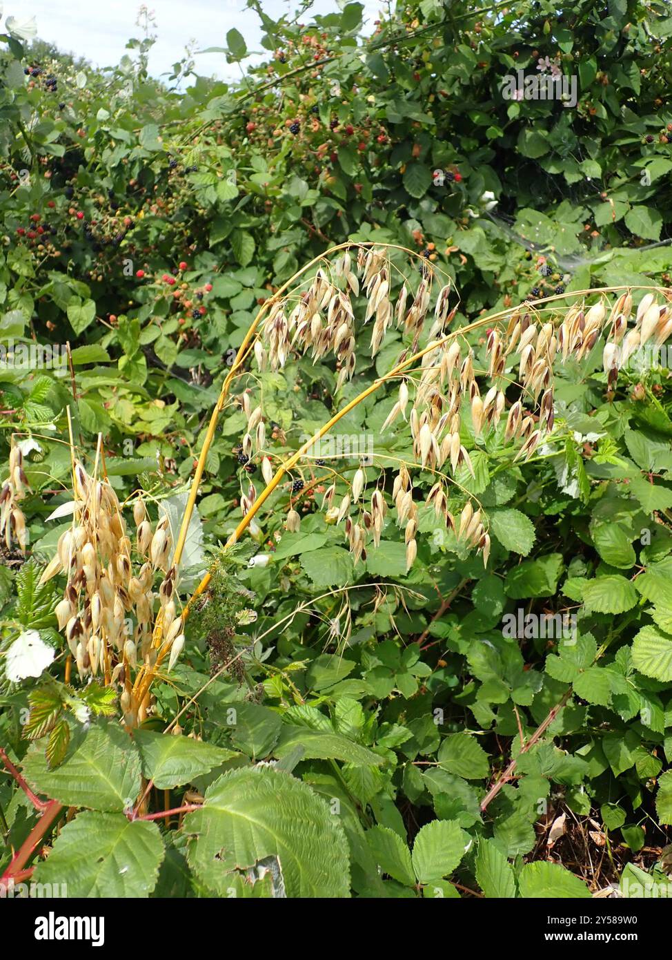 Common Oat (Avena sativa) Plantae Stock Photo - Alamy