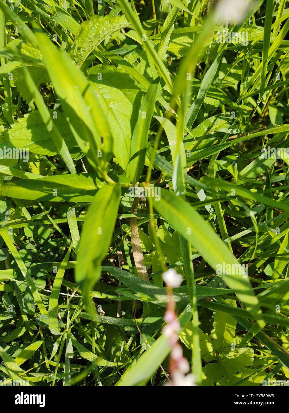 swamp smartweed (Persicaria hydropiperoides) Plantae Stock Photo - Alamy