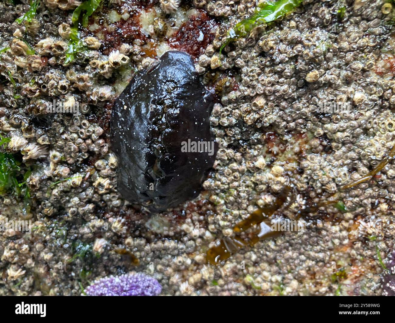 Leather chiton hi-res stock photography and images - Alamy